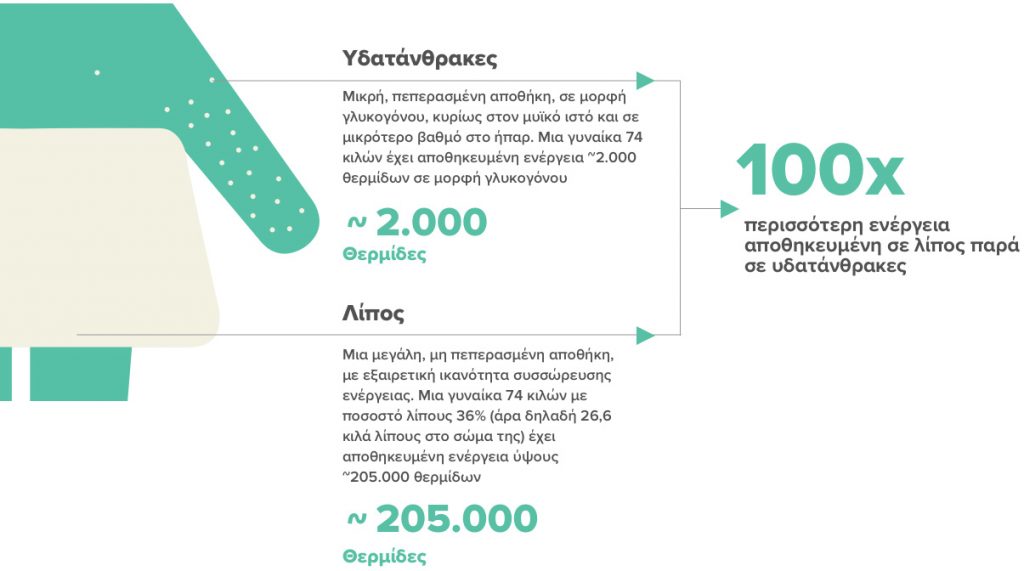 Metabolic Lab – Metabolic Lab